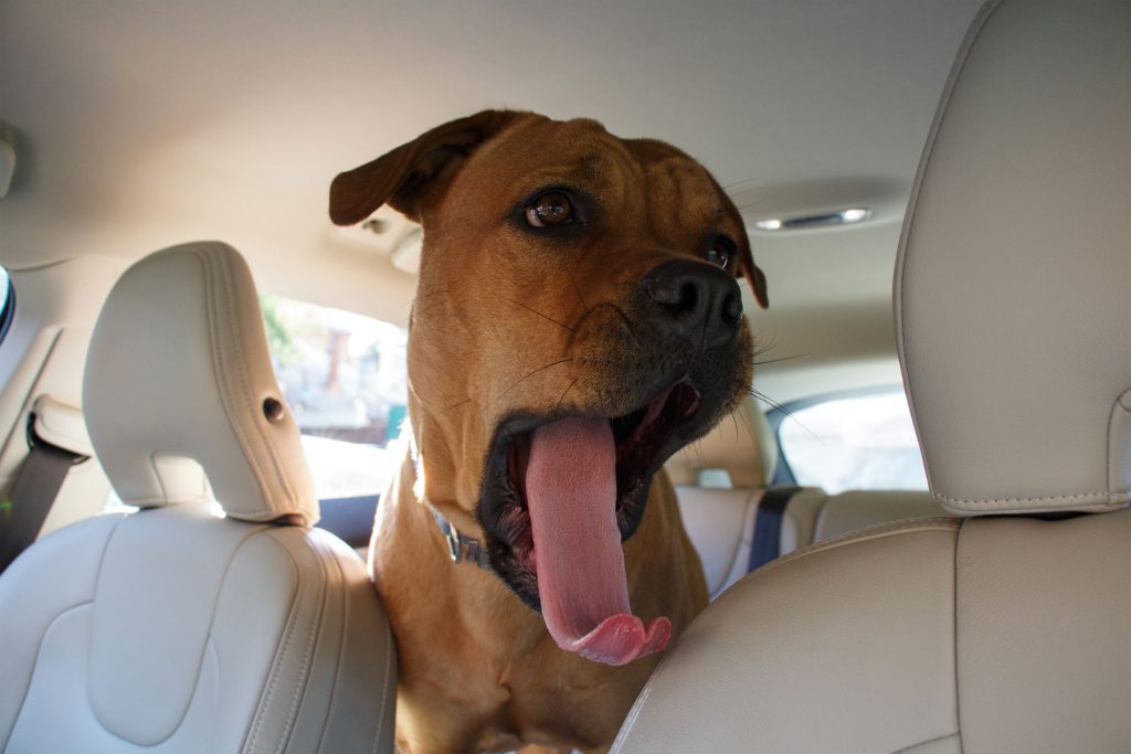 Is Panting A Sign Of Stress In Dogs
