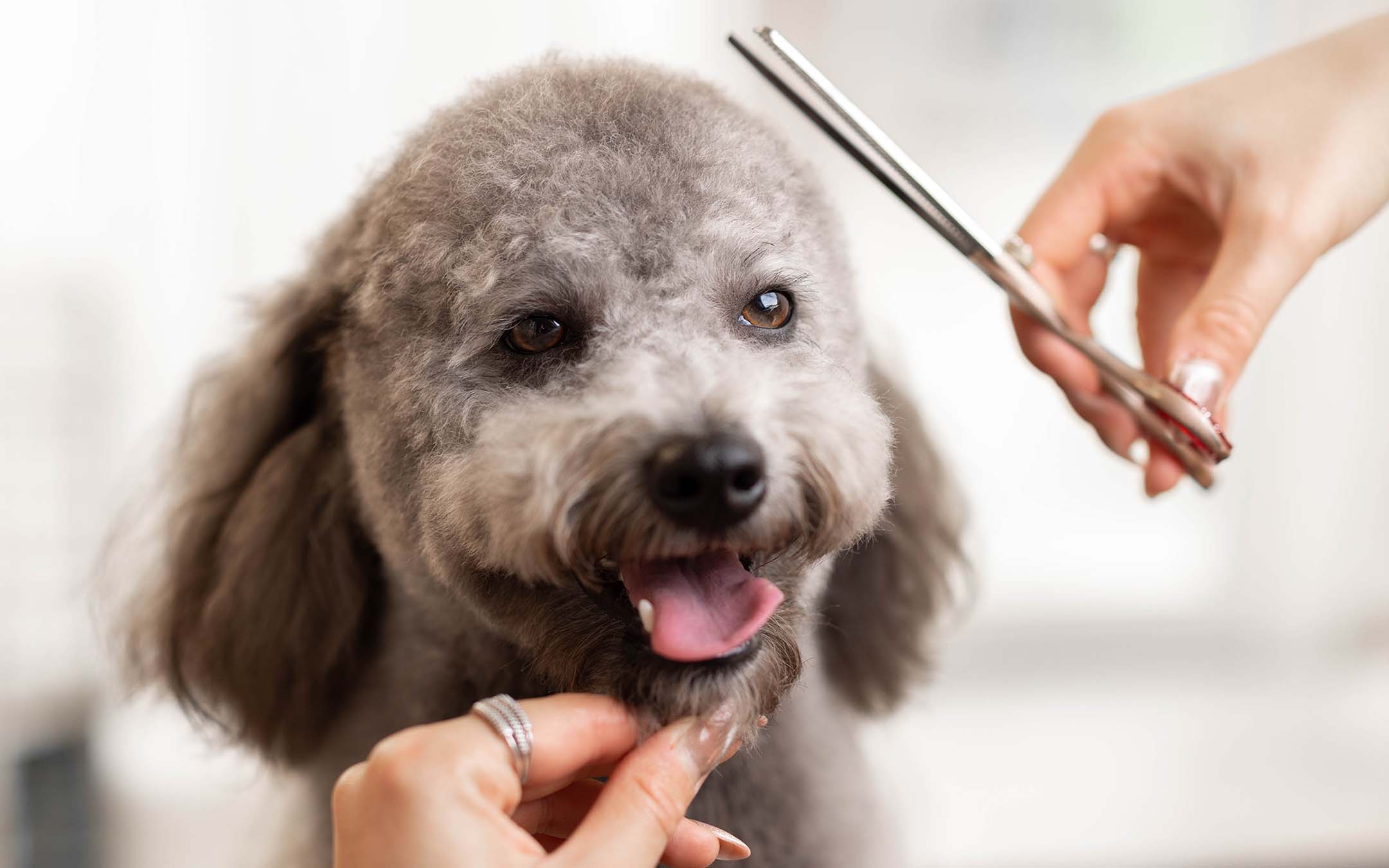 Why Grooming Matters: The Essential Care of Canines - HomeoPet