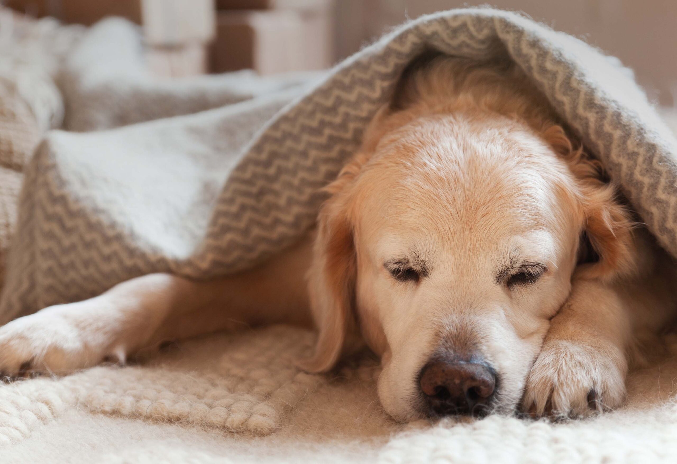 Digestive Issues in Dogs: Causes, Prevention, and Natural Treatment ...